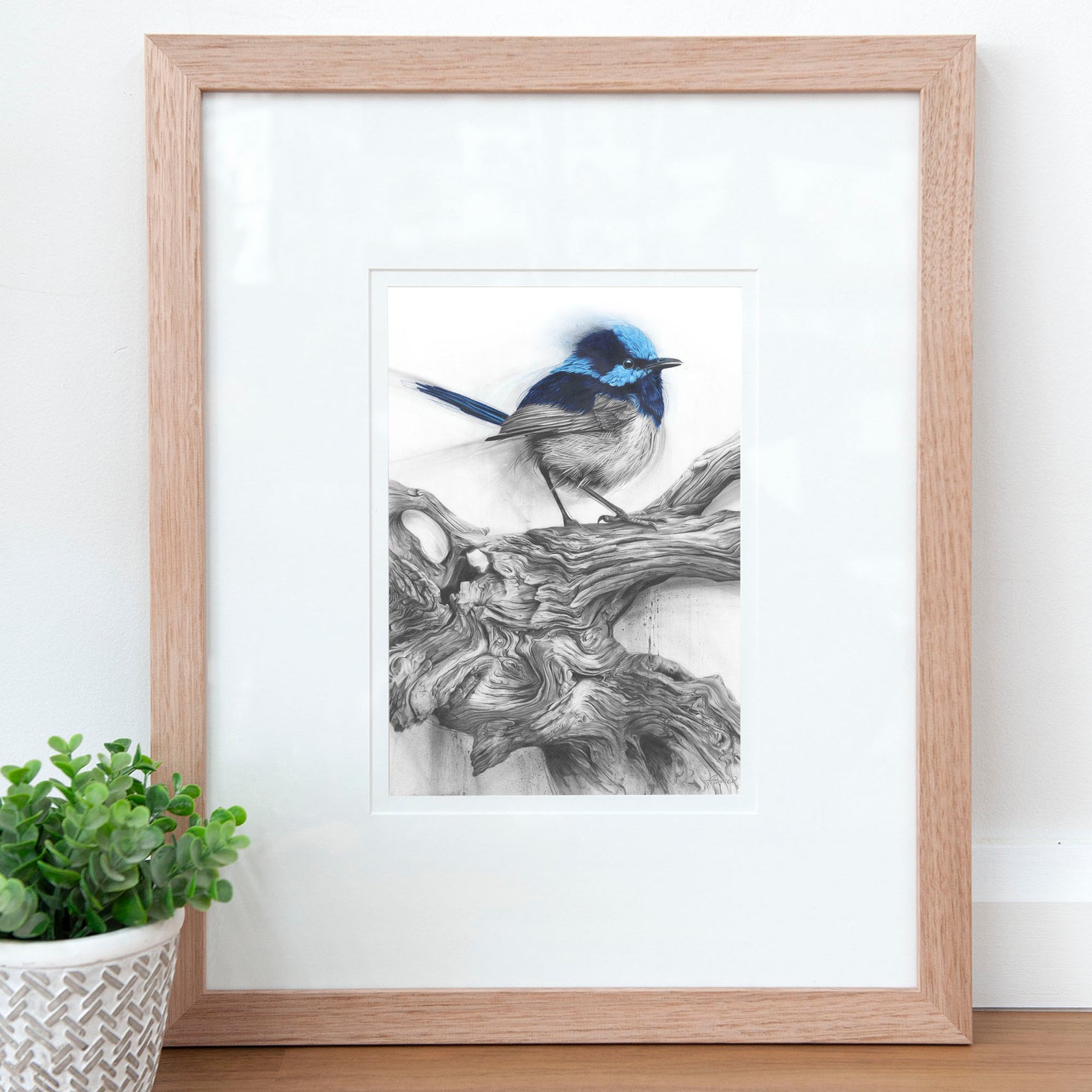 'Fairy Wren' art print – Fiona Francois Art