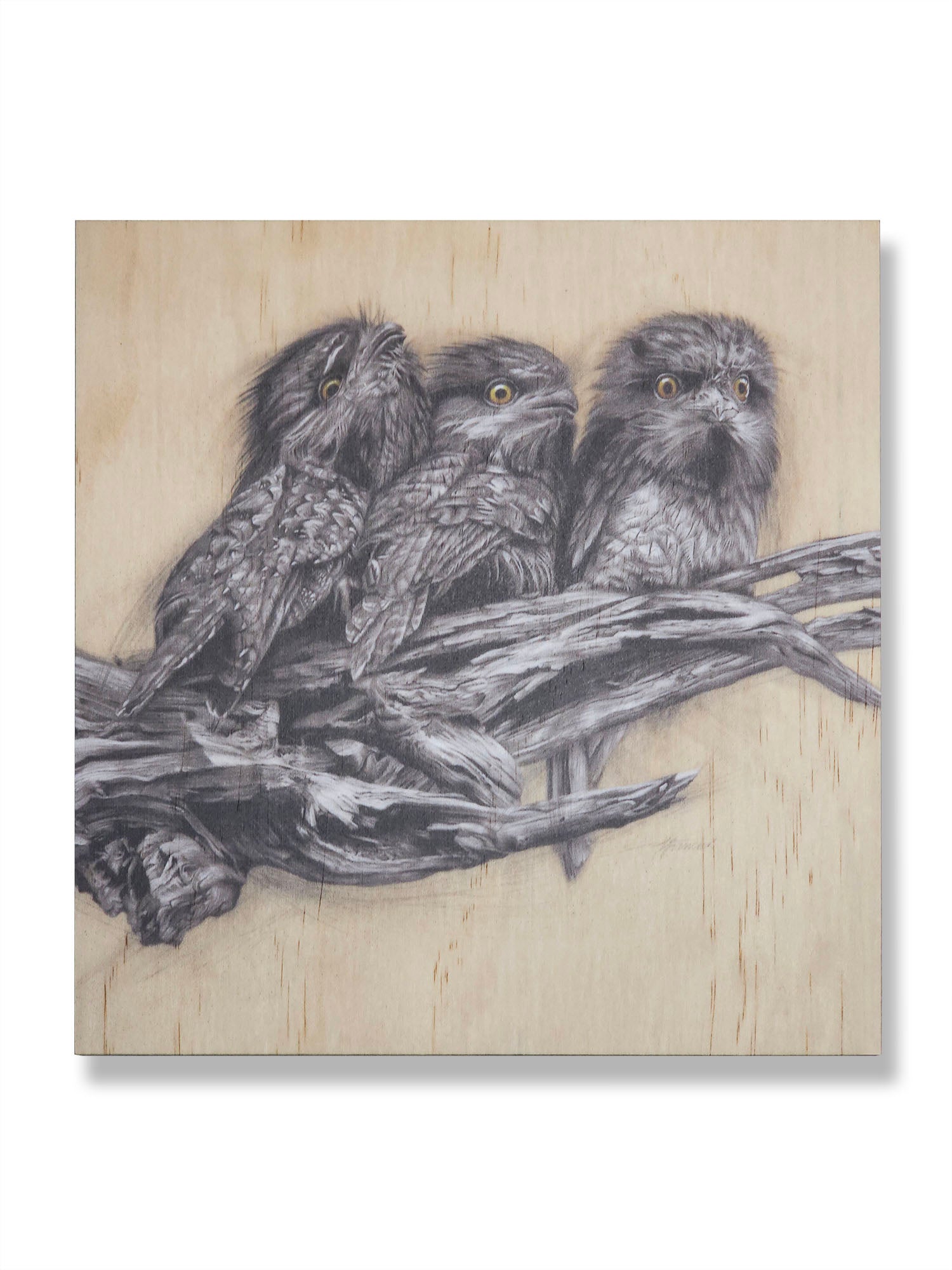 Tawny Frogmouth wood print – Fiona Francois Art