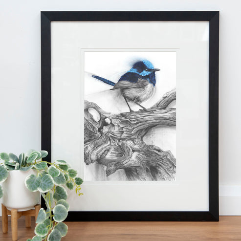 'Fairy Wren' art print – Fiona Francois Art